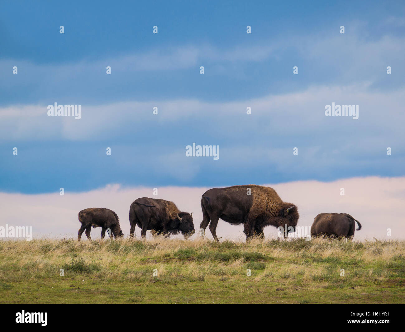Bison roam the plains, South Unit, Theodore Roosevelt National Park ...