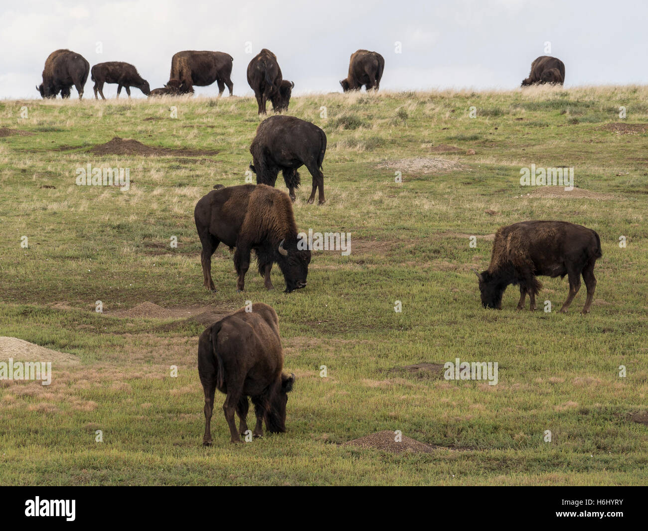Bison roam the plains, South Unit, Theodore Roosevelt National Park ...