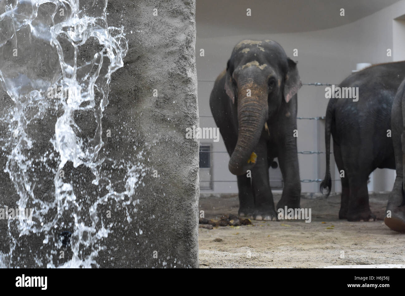 Munich, Germany. 28th Oct, 2016. Elephants can be seen at the opening ...