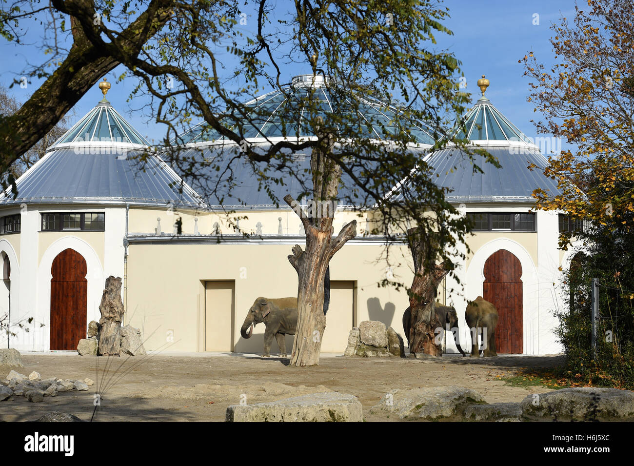 Munich, Germany. 28th Oct, 2016. Elephants can be seen in the sun in ...