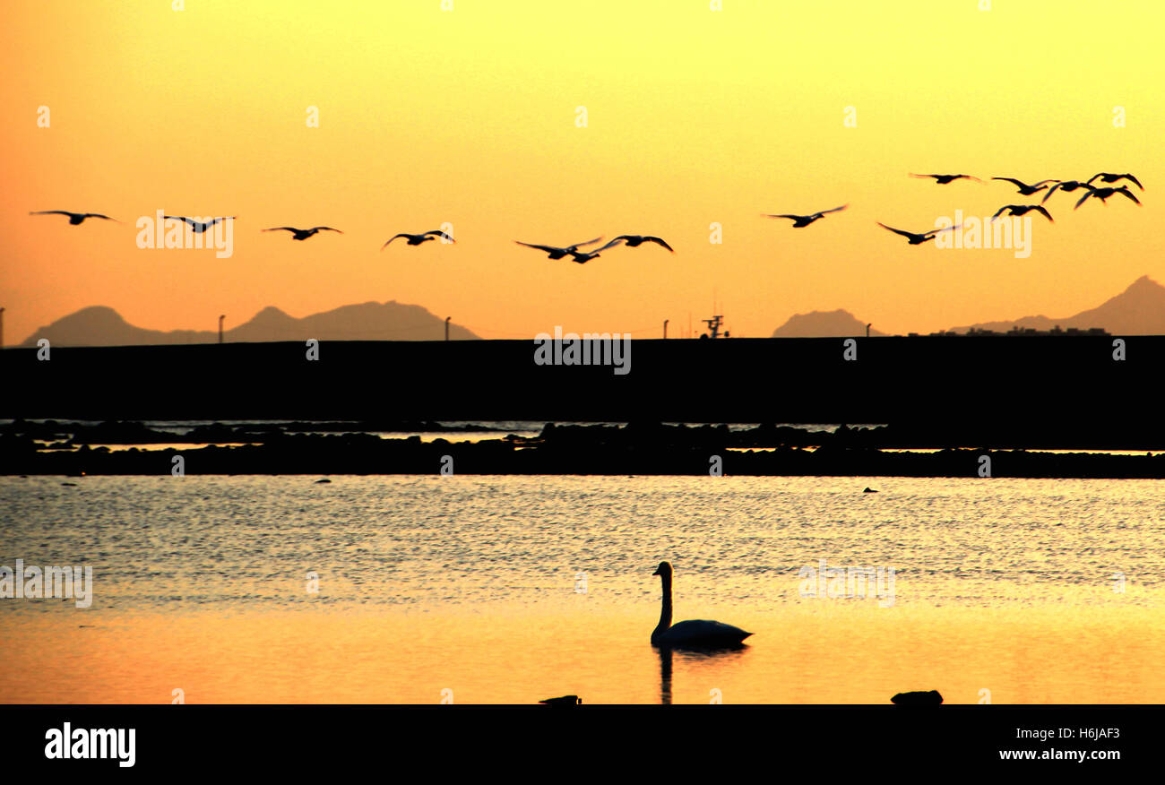 Rongcheng, China's Shandong Province. 29th Oct, 2016. Whooper swans fly ...