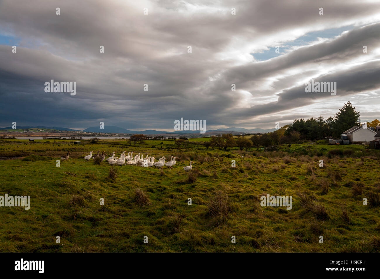 Ardara, County Donegal, Ireland. October 30th 2016. A gaggle of geese ...