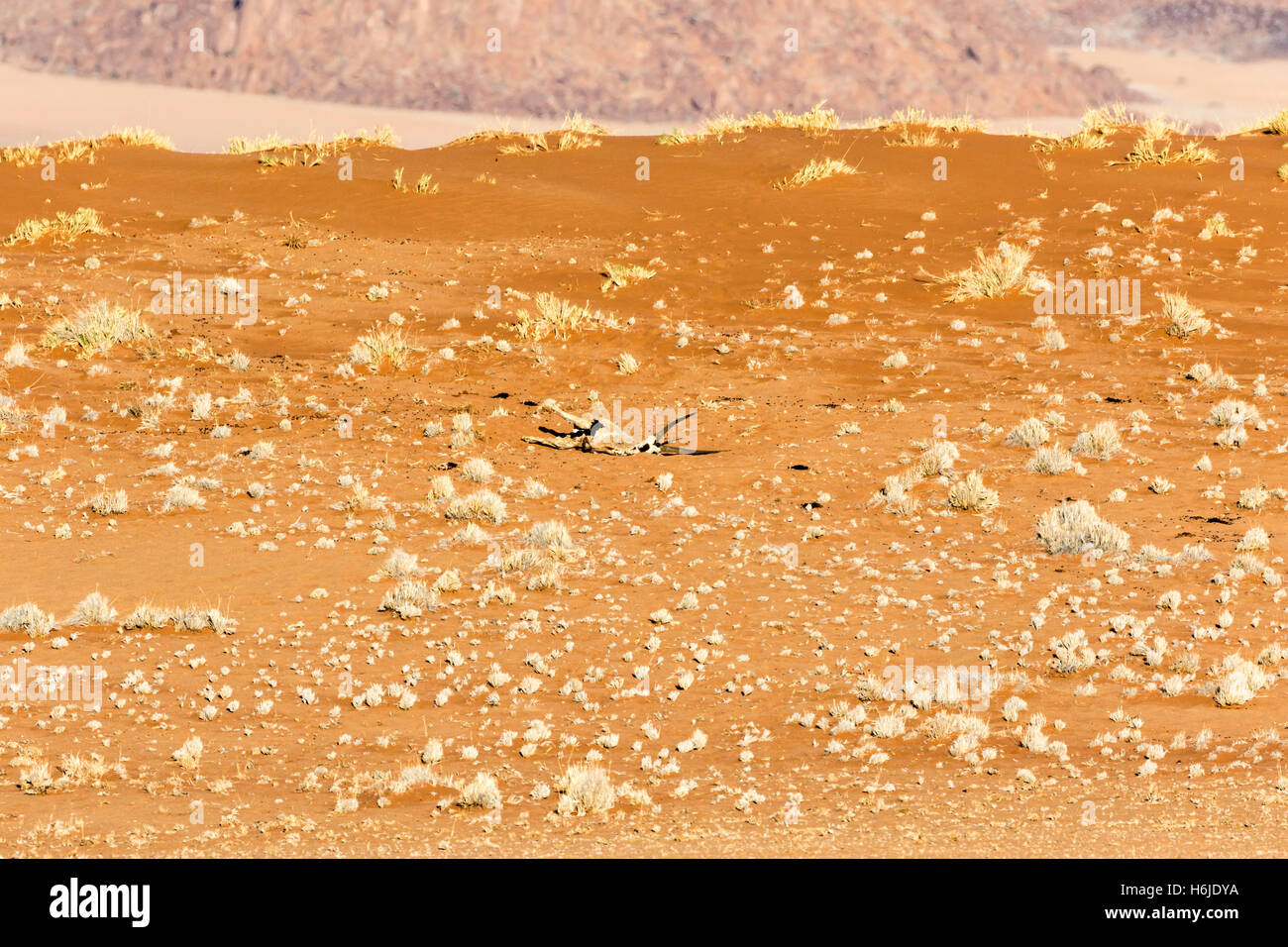 Oryx carcass in the Namib Desert near Sossusvlei, Namibia Stock Photo ...