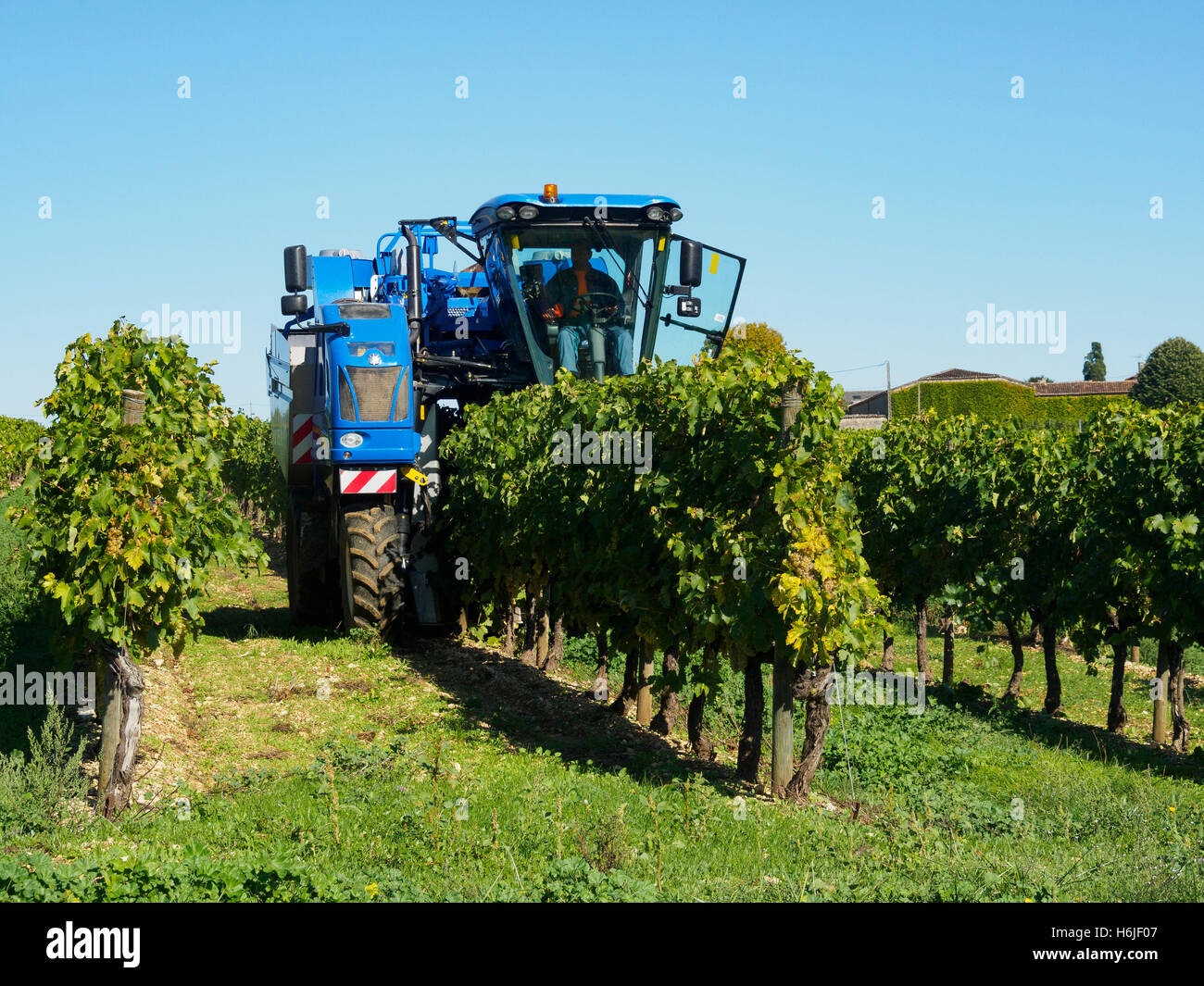 Harvesting in Charente. A New Holland Braud harvesting machine moves ...
