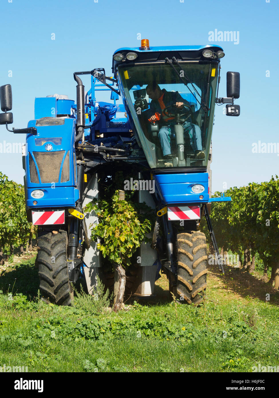 Harvesting in Charente. A New Holland Braud harvesting machine moves ...