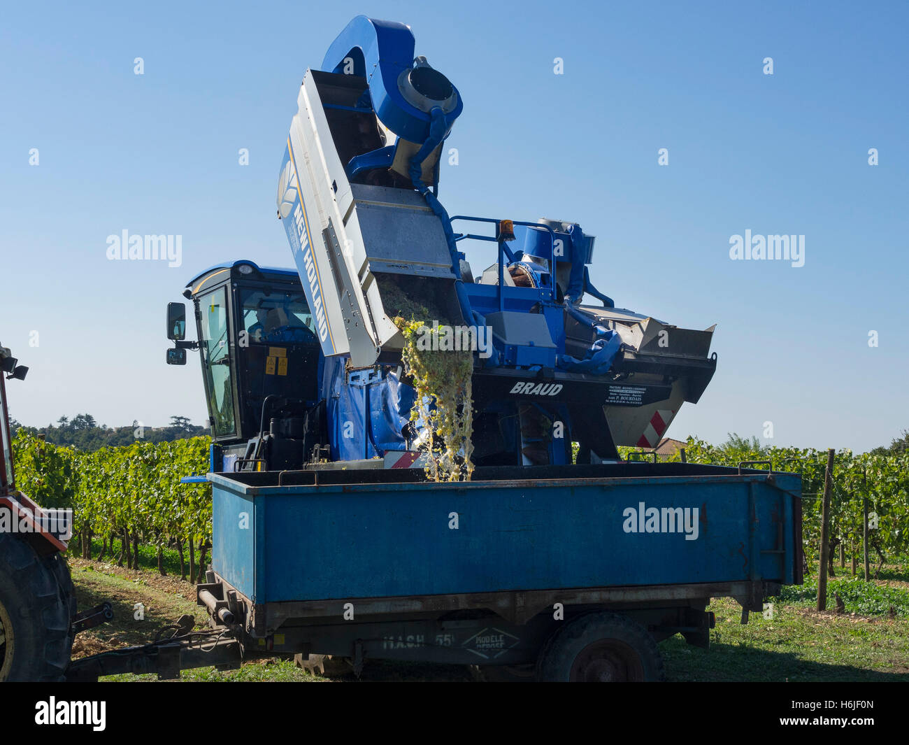 Harvesting in Charente. A New Holland Braud harvesting machine empties ...