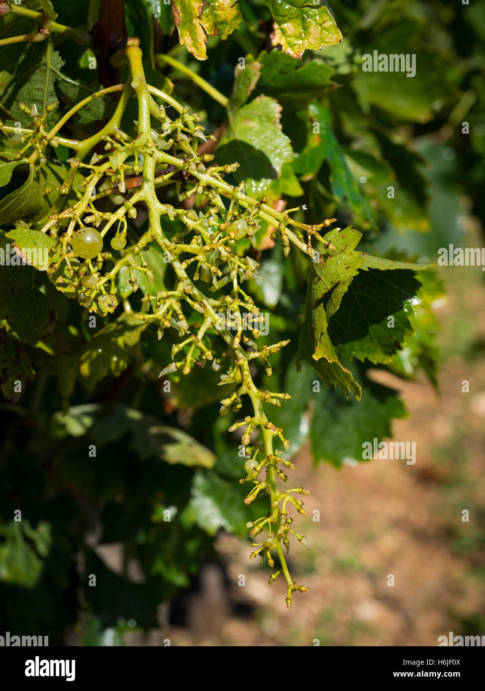 Bunch of grapes empty (stalk) after the harvesting machine passed Stock ...