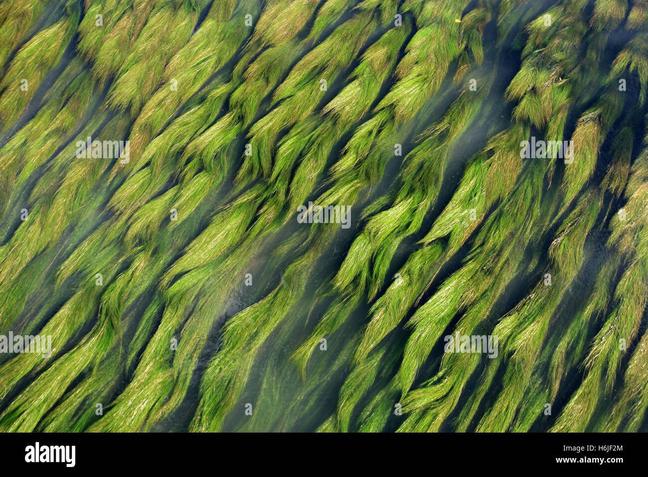 Float plant hi-res stock photography and images - Alamy
