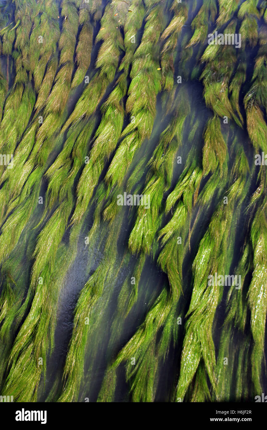 River plants hi-res stock photography and images - Alamy