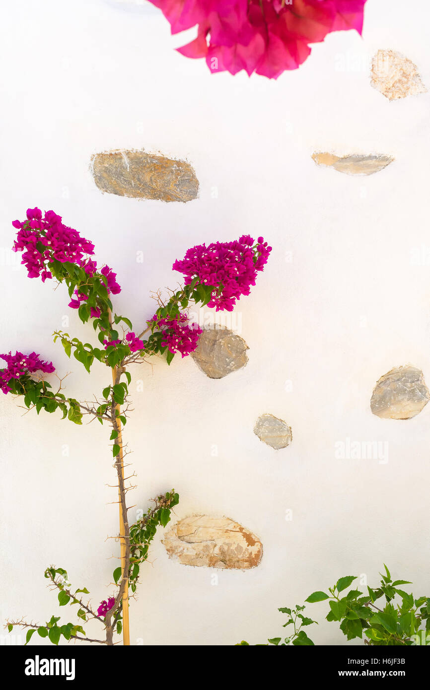 Pink ivy hi-res stock photography and images - Alamy