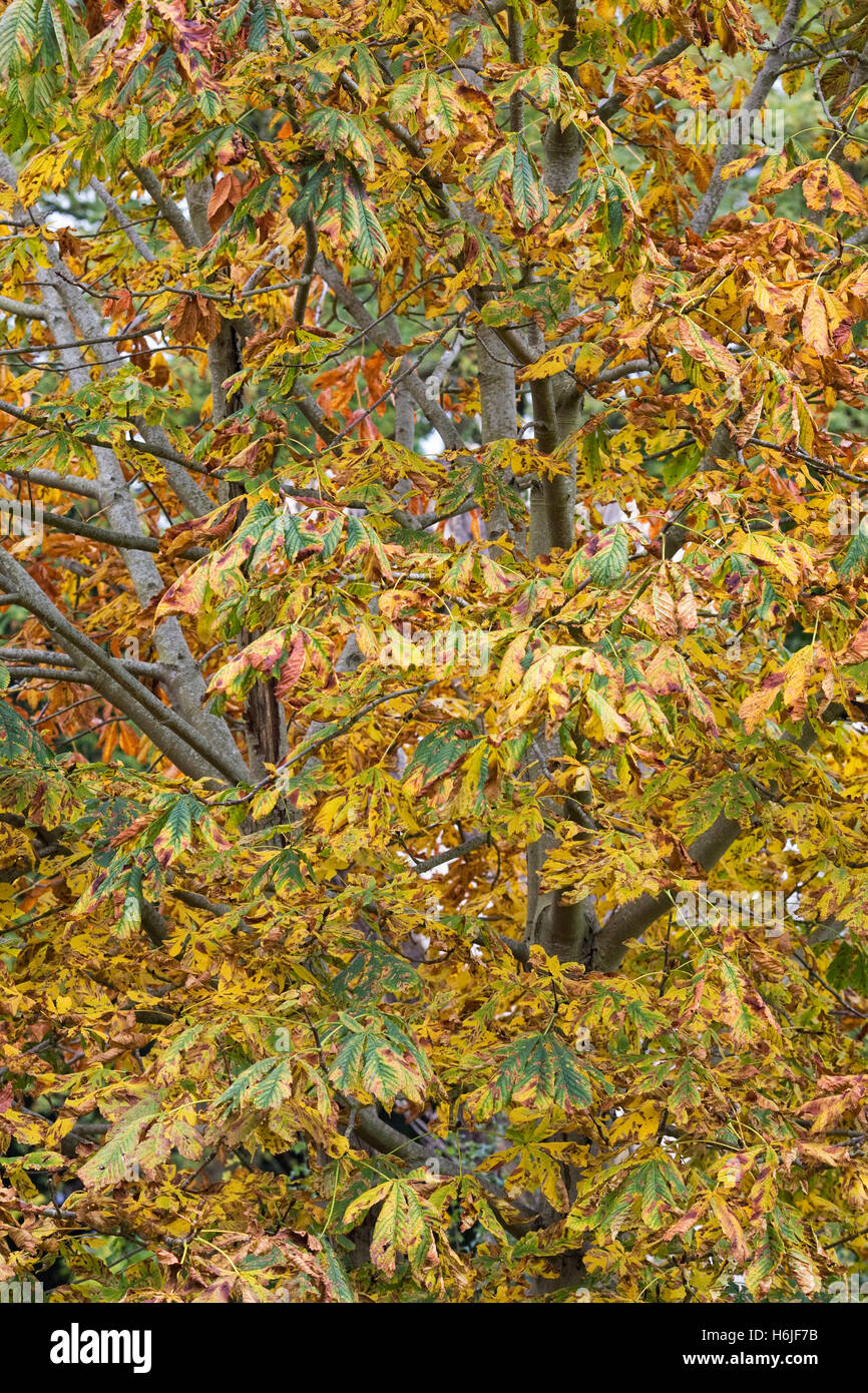 Horse chestnut tree autumn hi-res stock photography and images - Alamy