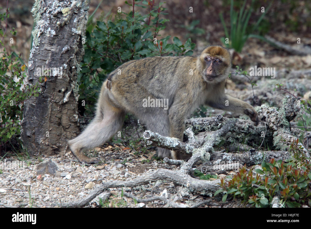 Walking monkey morocco wildlife hi-res stock photography and images - Alamy