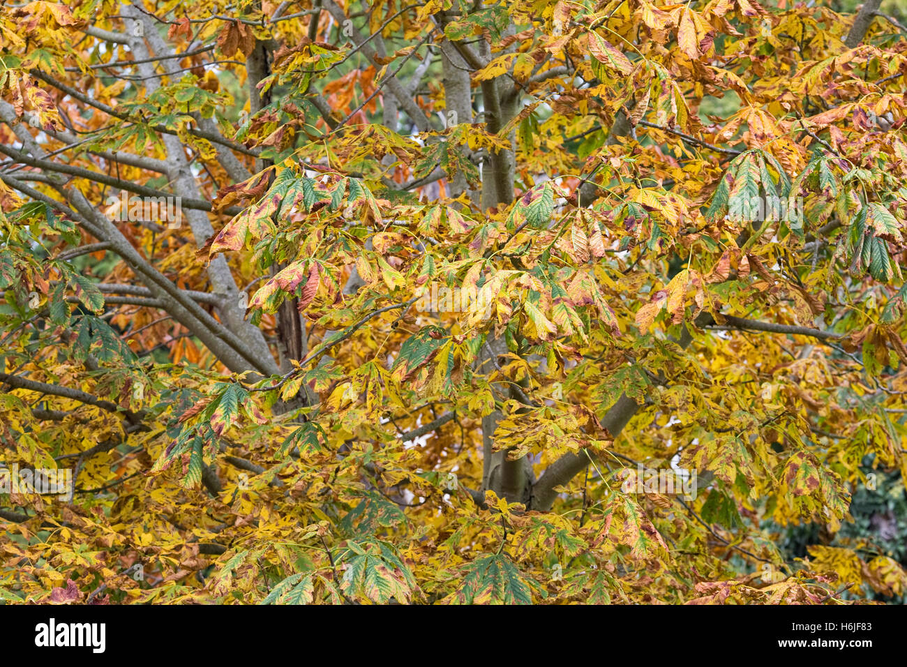 Aesculus hippocastanum. Horse Chestnut tree in Autumn Stock Photo - Alamy