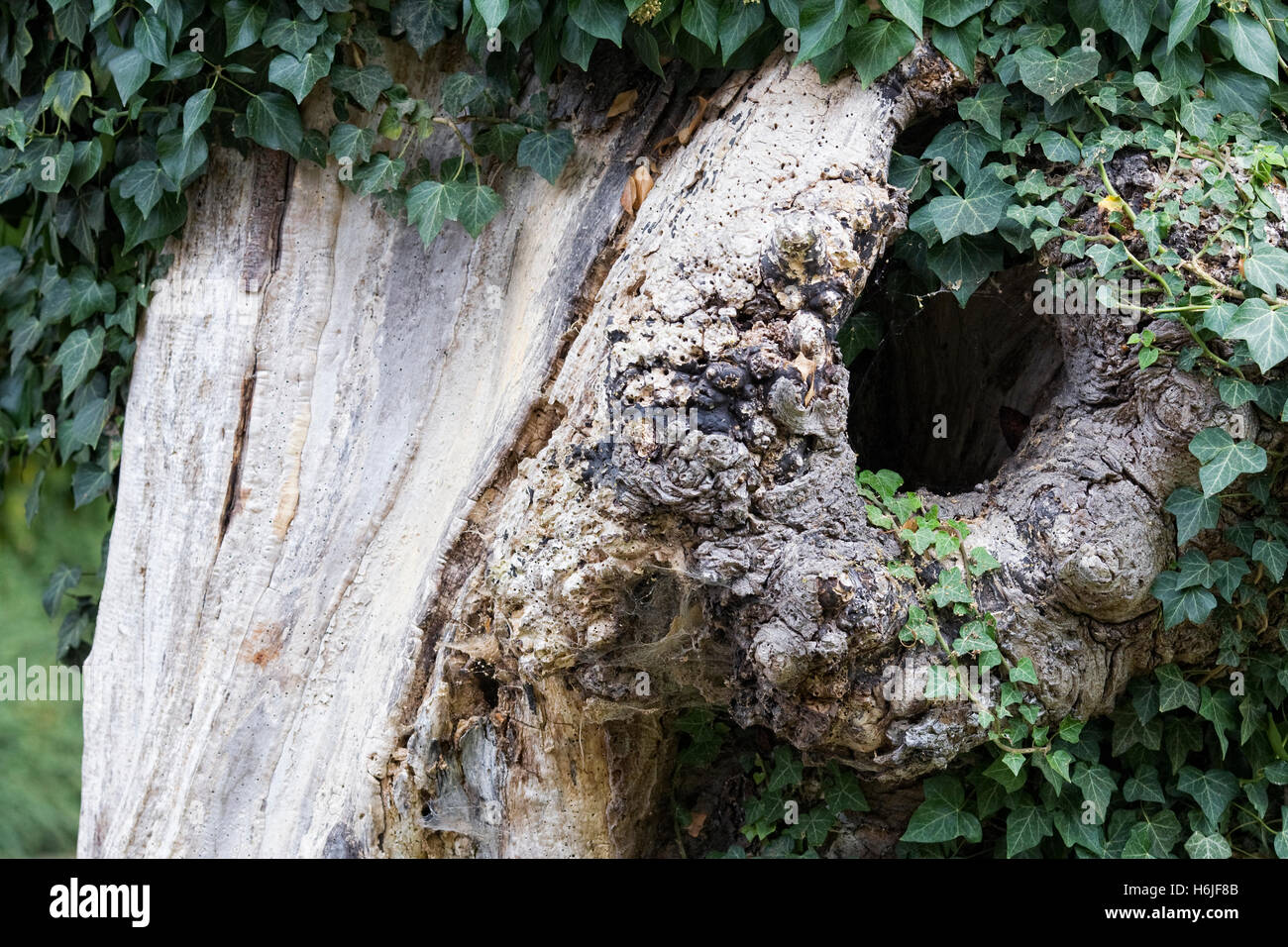 Dead and rotten tree hi-res stock photography and images - Alamy