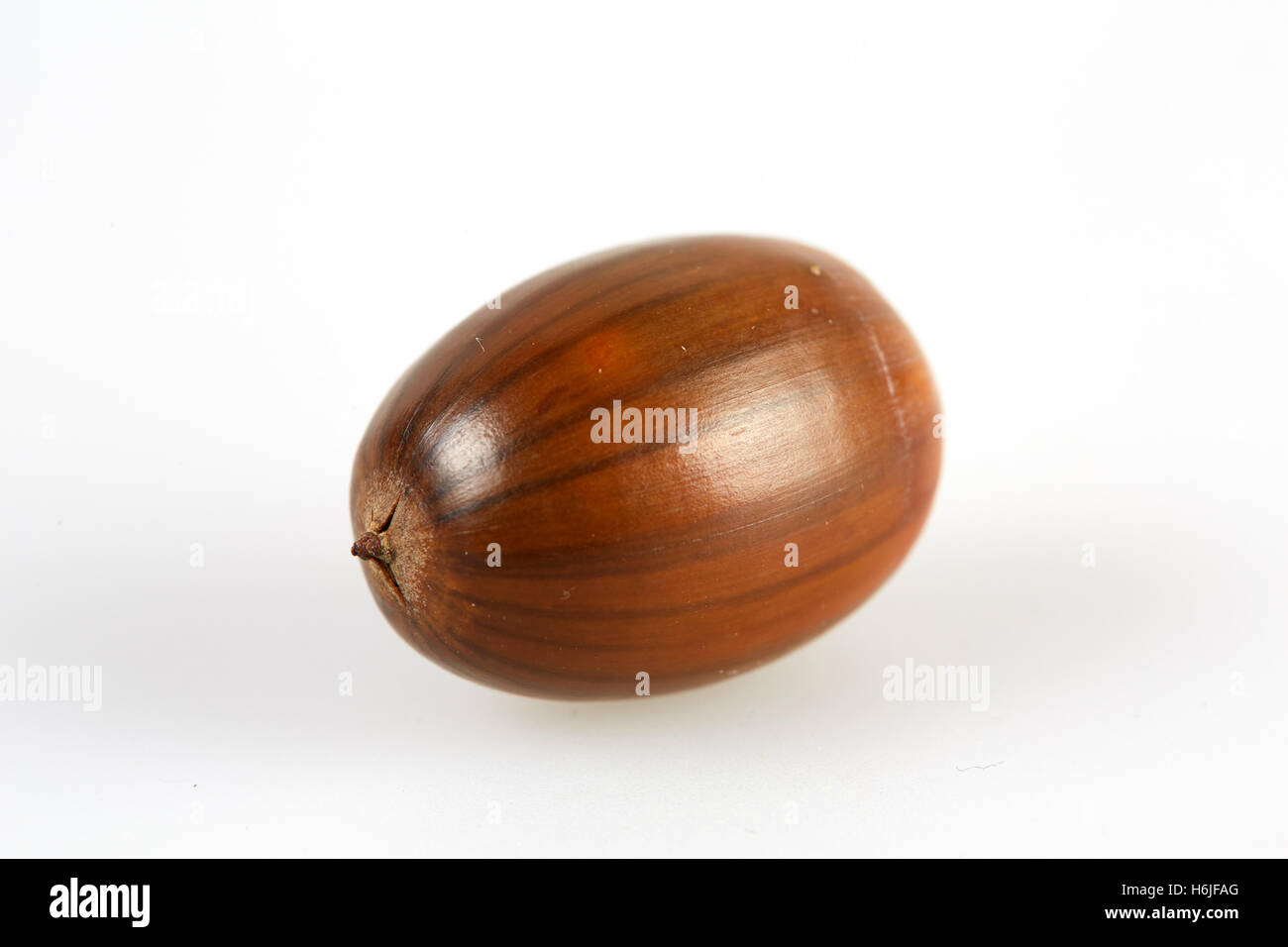 Isolated brown acorn macro shot with white background Stock Photo - Alamy