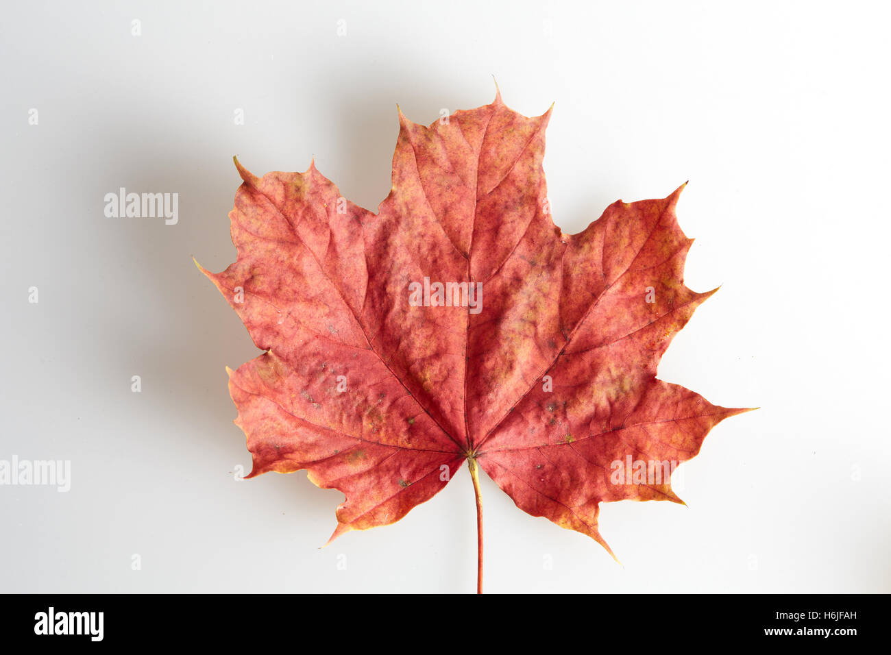 Isolated red maple leaf on white background with shadow Stock Photo - Alamy
