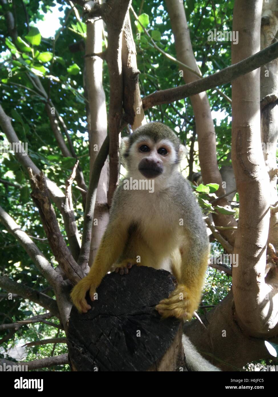 Squirrel monkey (Saimiri sciureus) picking fruit in a tree. This monkey ...