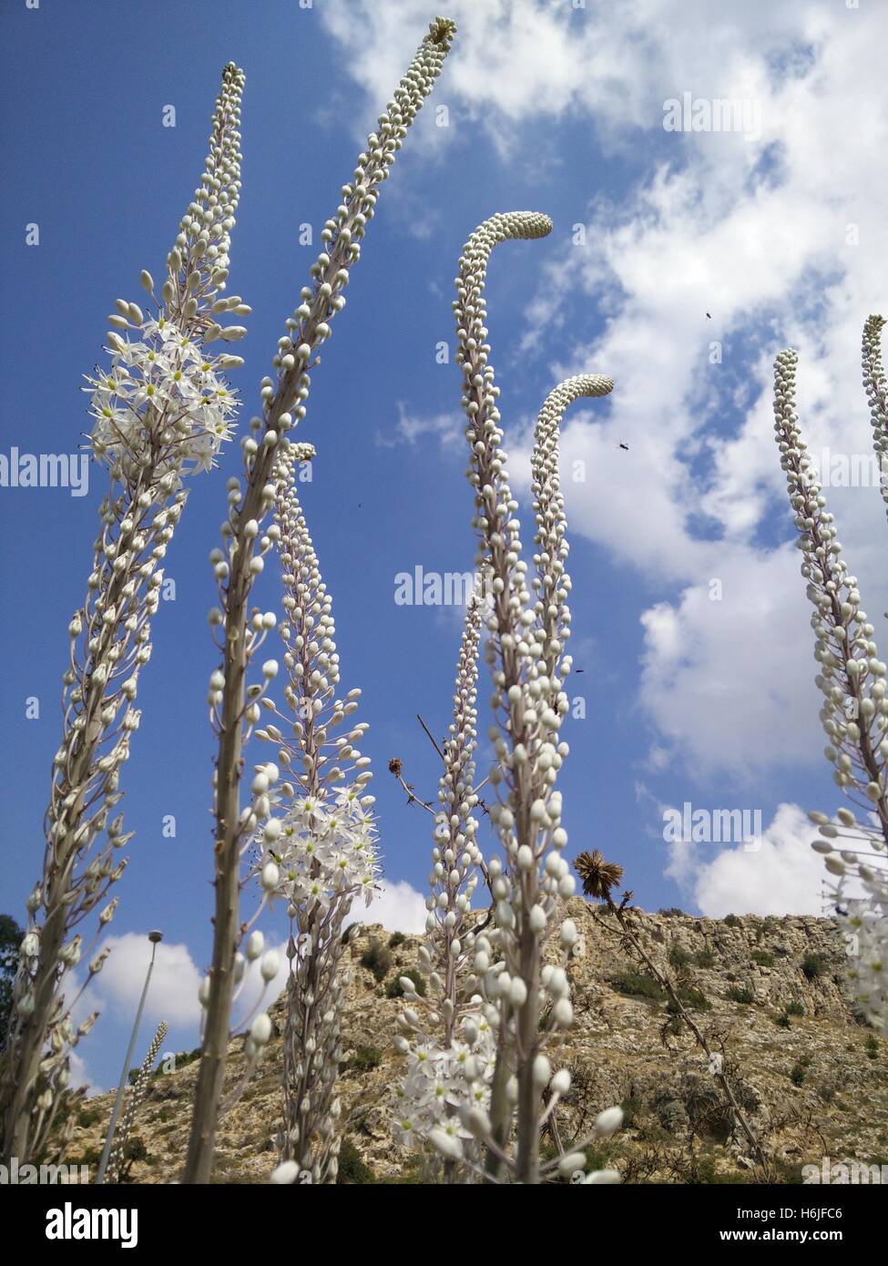 Flowering Sea Squill, (Drimia maritima) Israel, Carmel Mountain, autumn ...