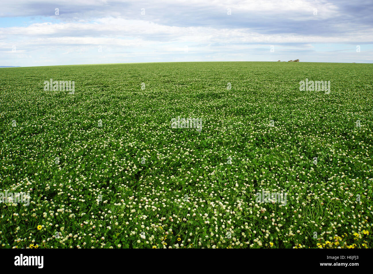 Green field background patterns with white clouds blue sky. Active ...