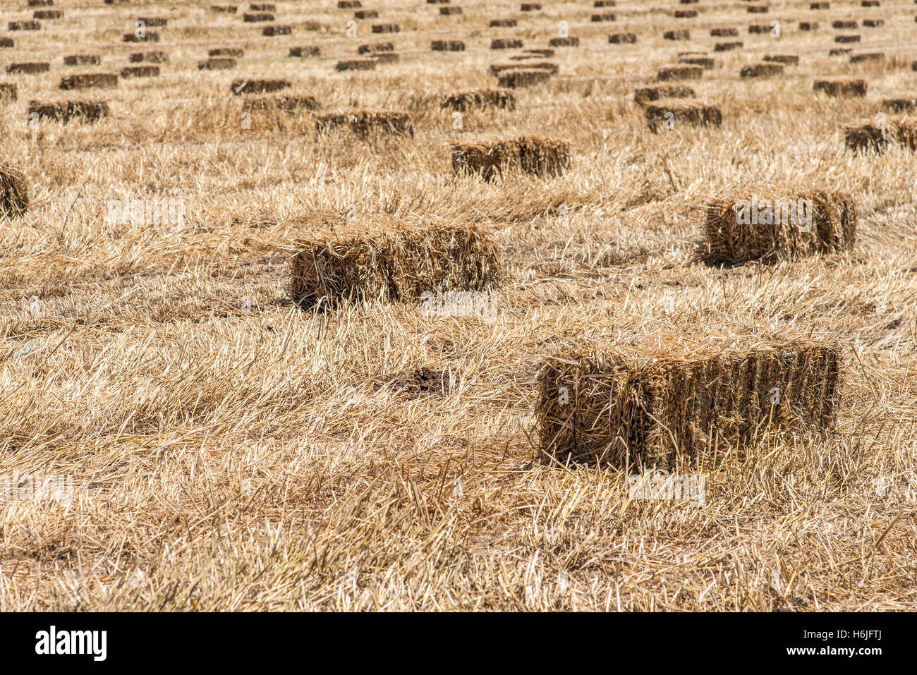 Wheat haystack in field Stock Photo - Alamy
