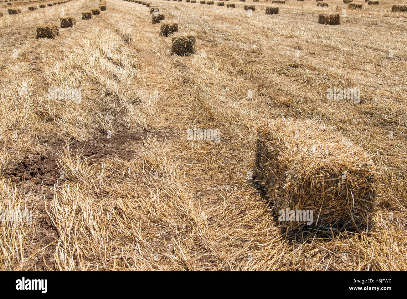 Wheat haystack in field Stock Photo - Alamy