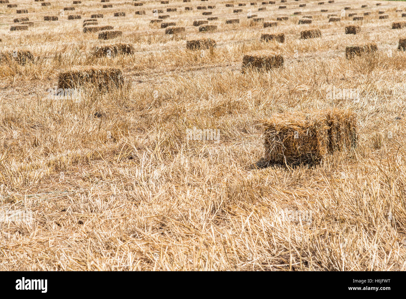 Wheat haystack in field Stock Photo - Alamy