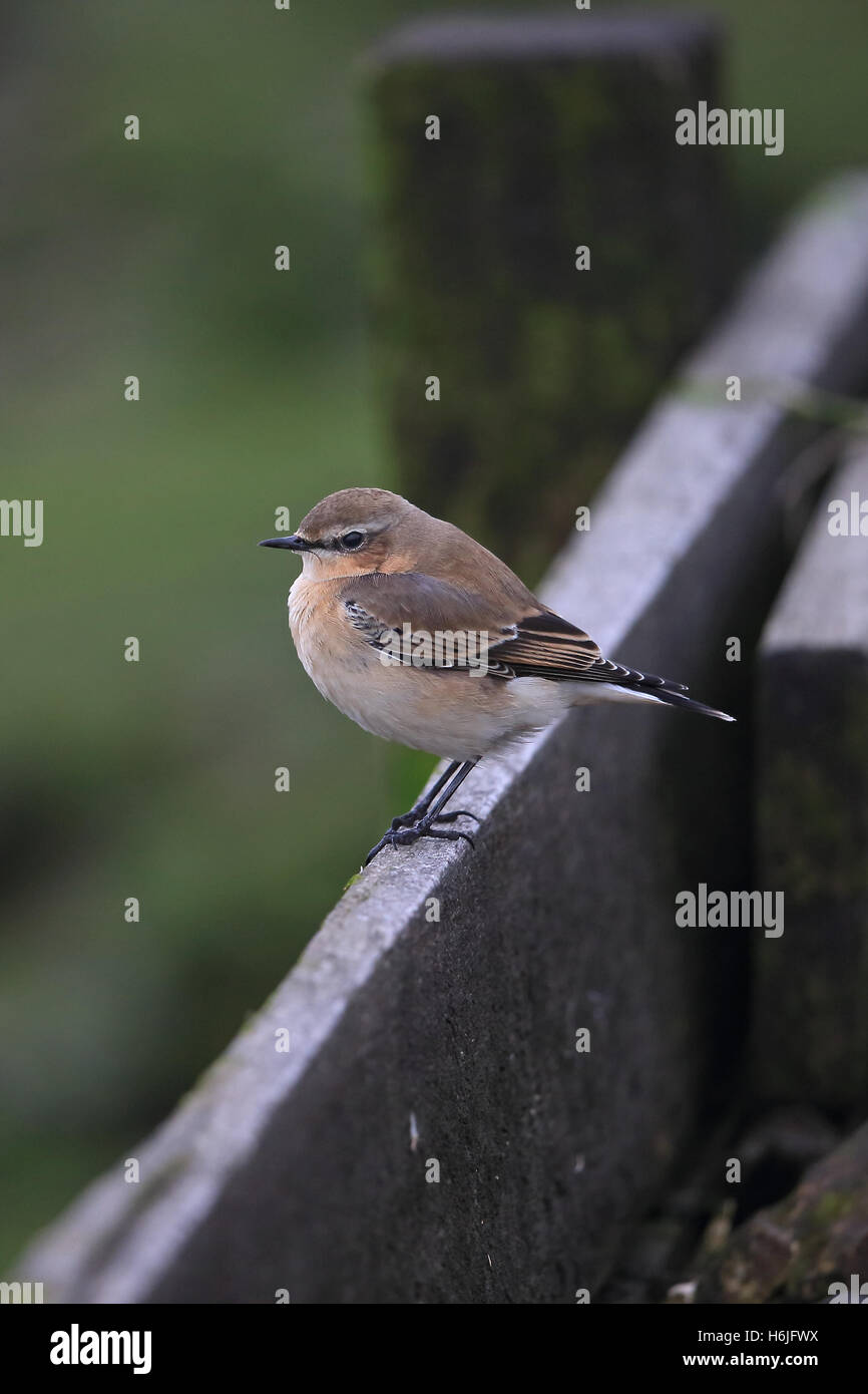 Common wheatear hi-res stock photography and images - Alamy