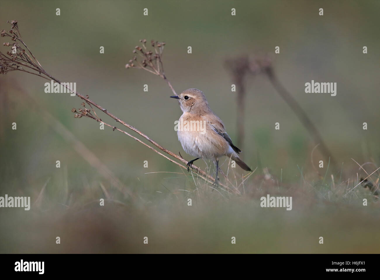 Desert Wheatear (Oenanthe deserti Stock Photo - Alamy