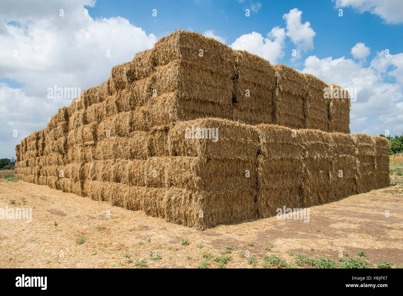 Wheat haystack in field Stock Photo - Alamy