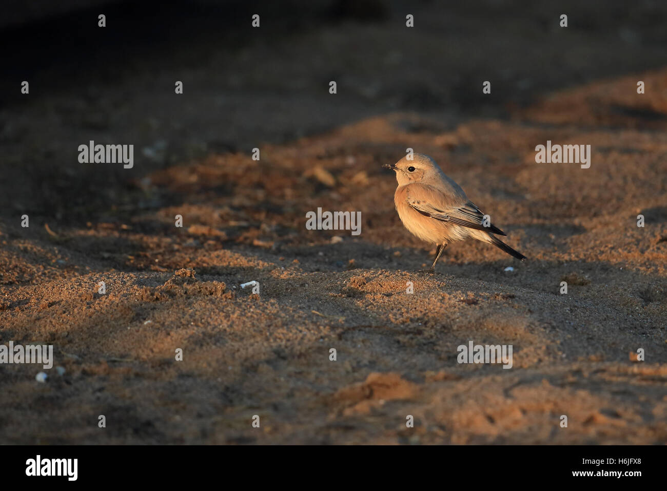 Desert Wheatear (Oenanthe deserti Stock Photo - Alamy