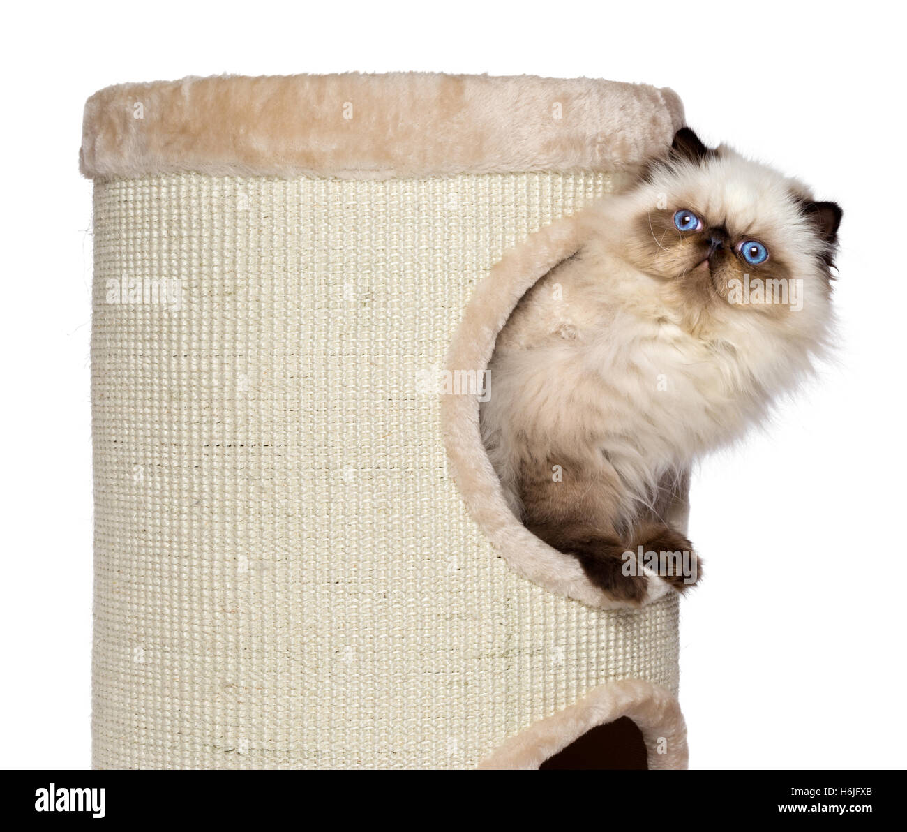 Cute persian colourpoint kitten is looking out from a cat tower Stock ...