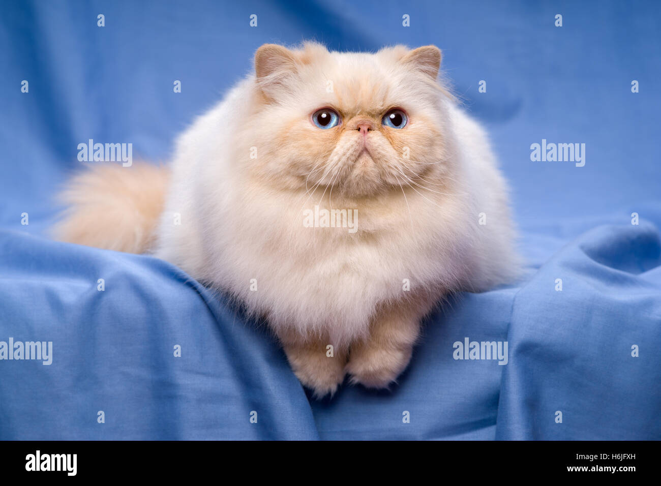 Cute persian cream colorpoint cat is lying on a blue background Stock ...