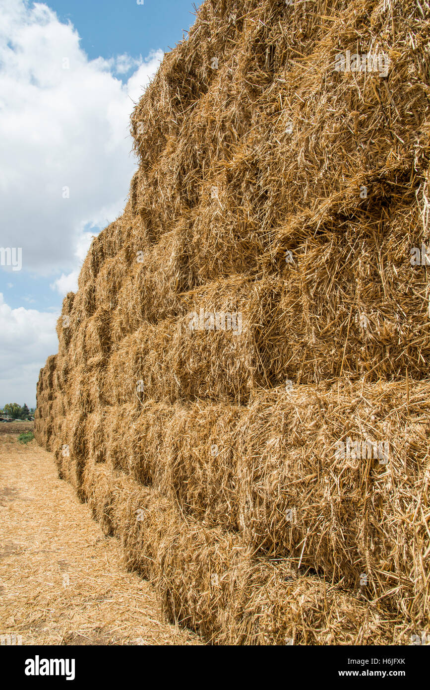Wheat haystack in field Stock Photo - Alamy