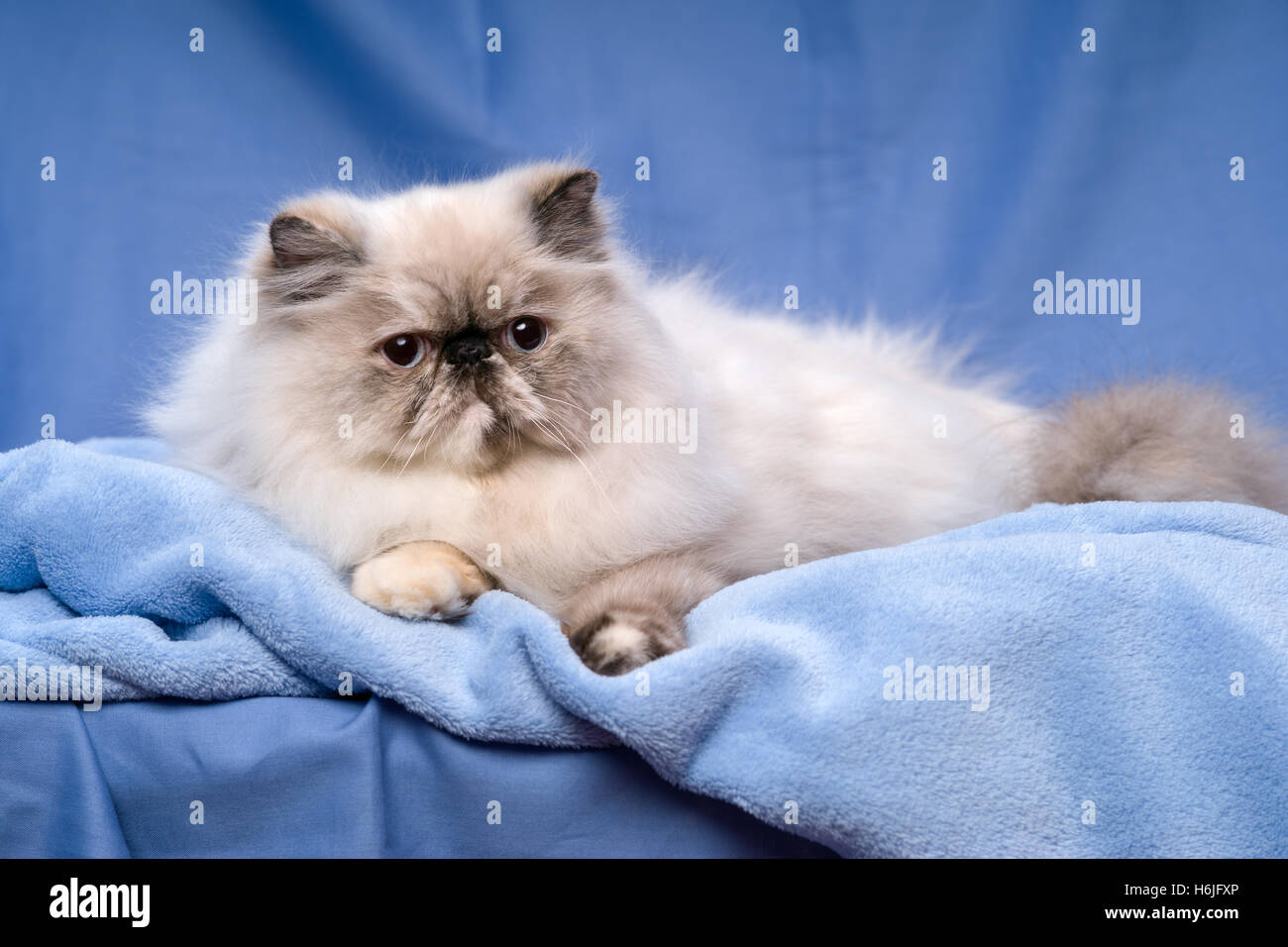 Cute persian tortie colorpoint cat is lying on a blue background Stock ...