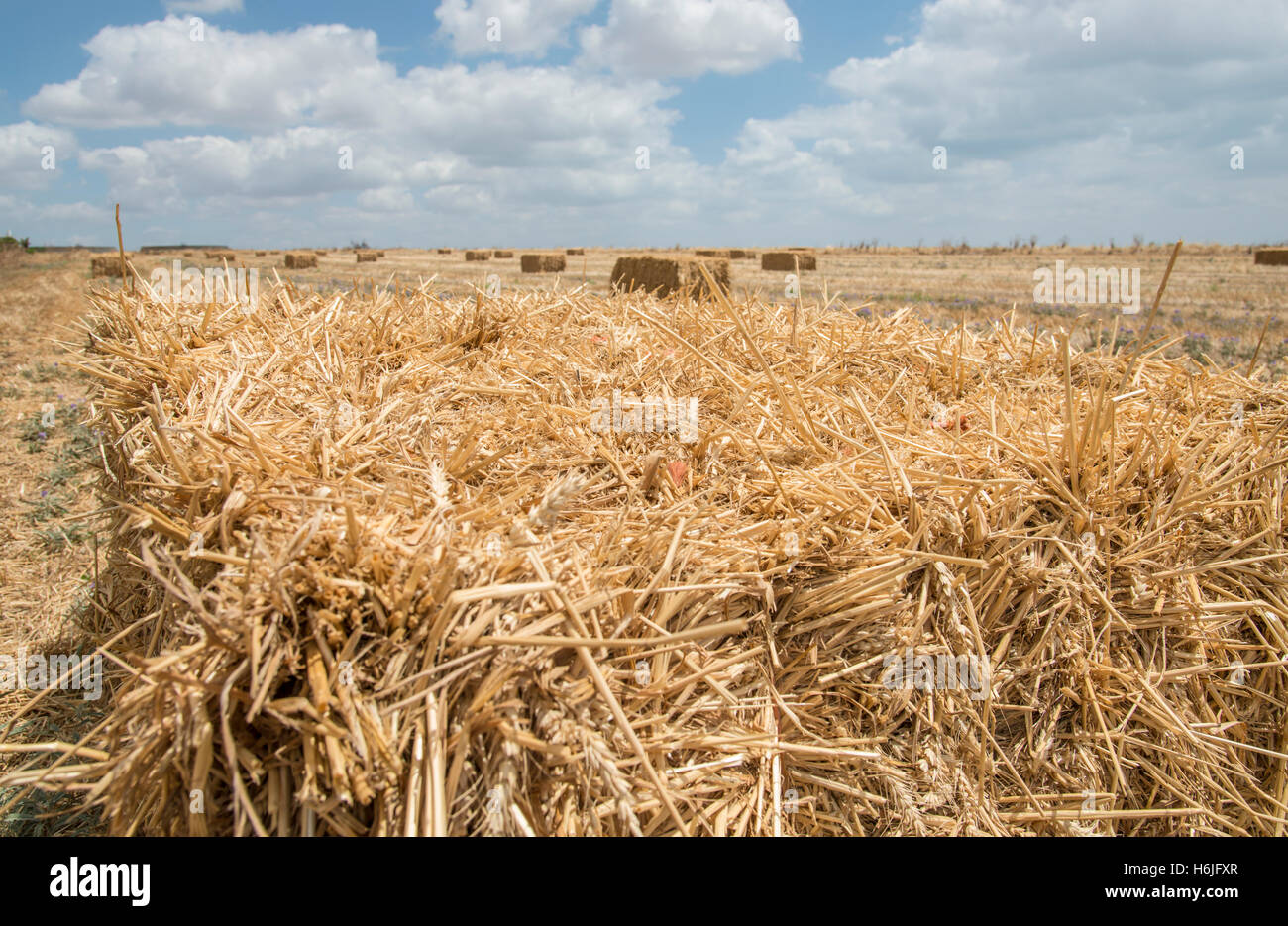 Wheat haystack in field Stock Photo - Alamy
