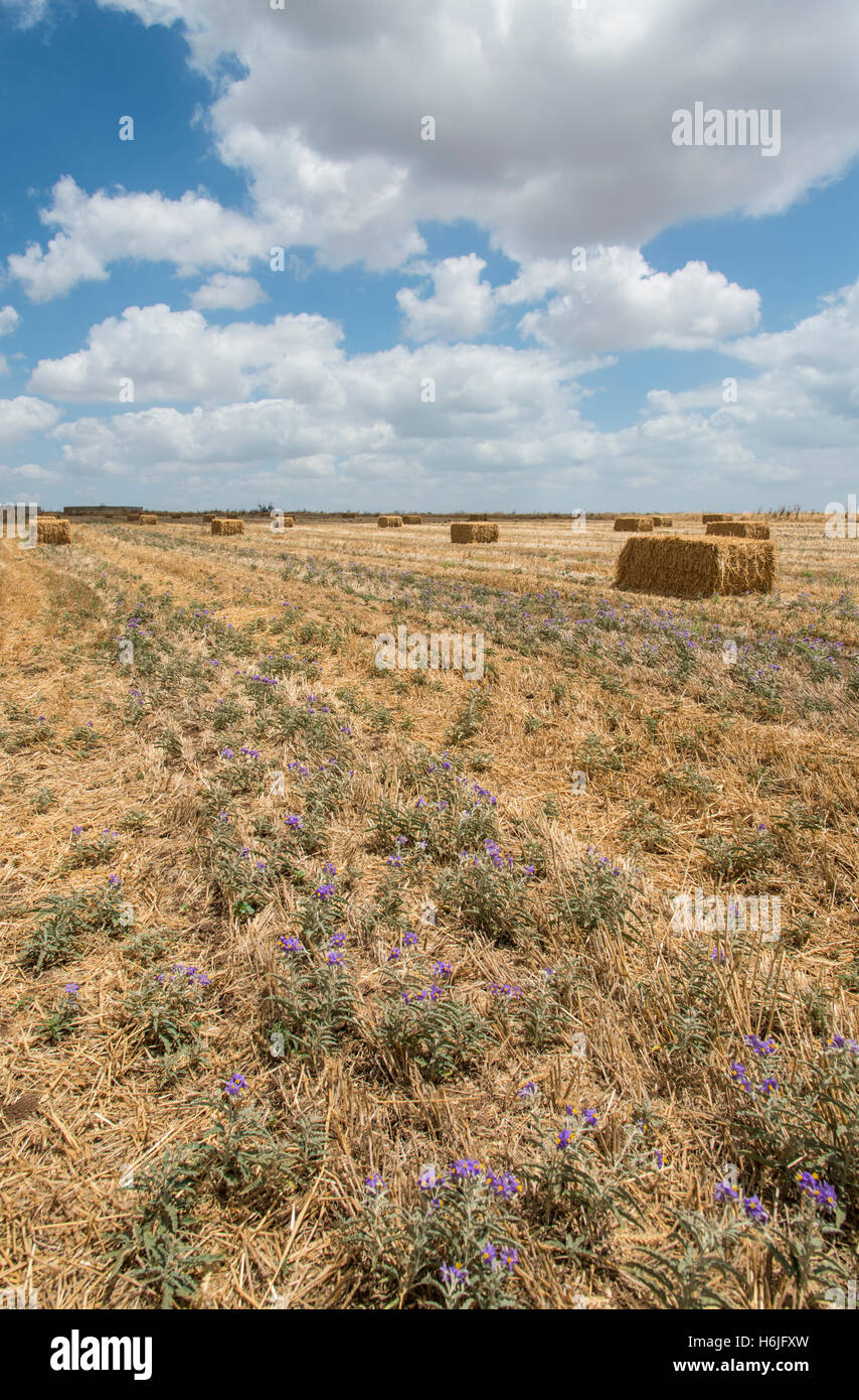 Wheat haystack in field Stock Photo - Alamy