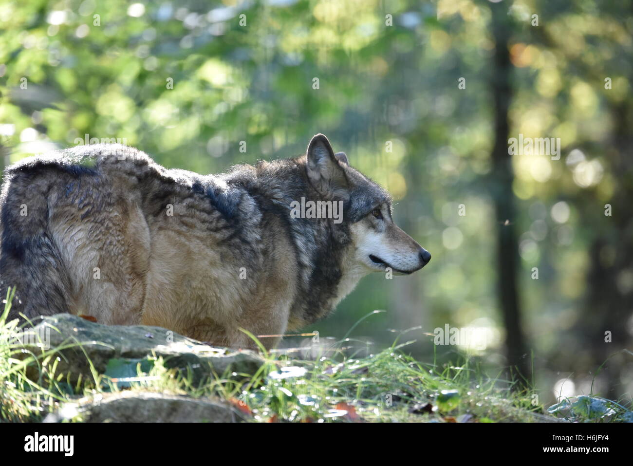 Gray Wolf (Canis lupus Stock Photo - Alamy