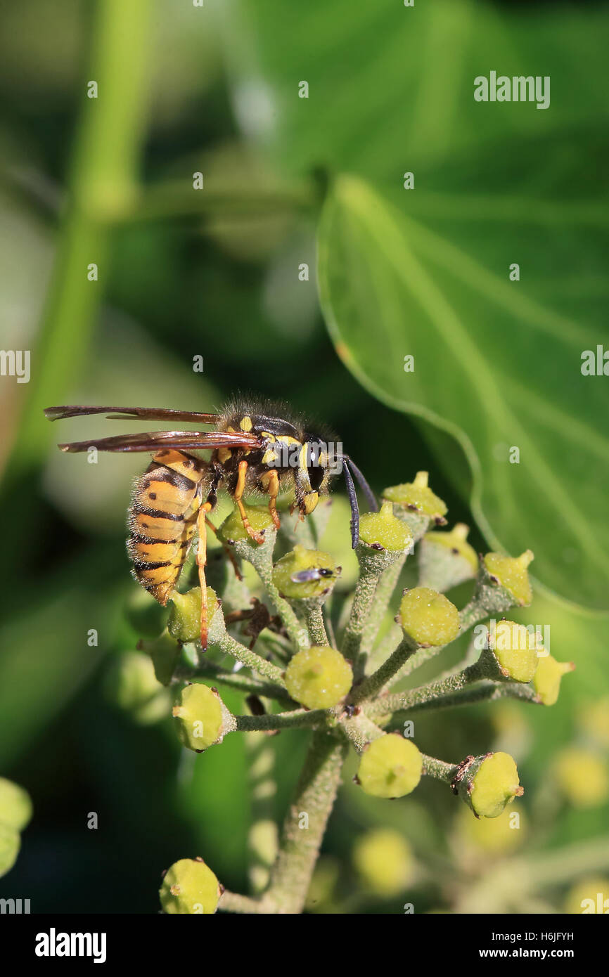 Common Wasp (Vespula vulgaris Stock Photo - Alamy