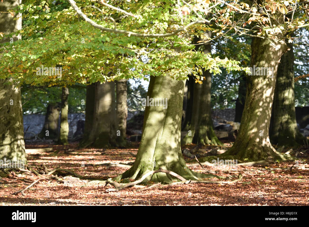 Autumn in Deister,Germany Stock Photo - Alamy