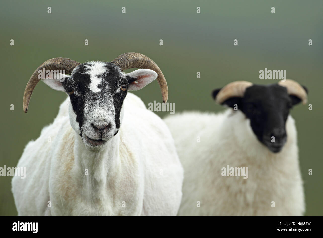 Domestic sheep (Ovis aries Stock Photo - Alamy