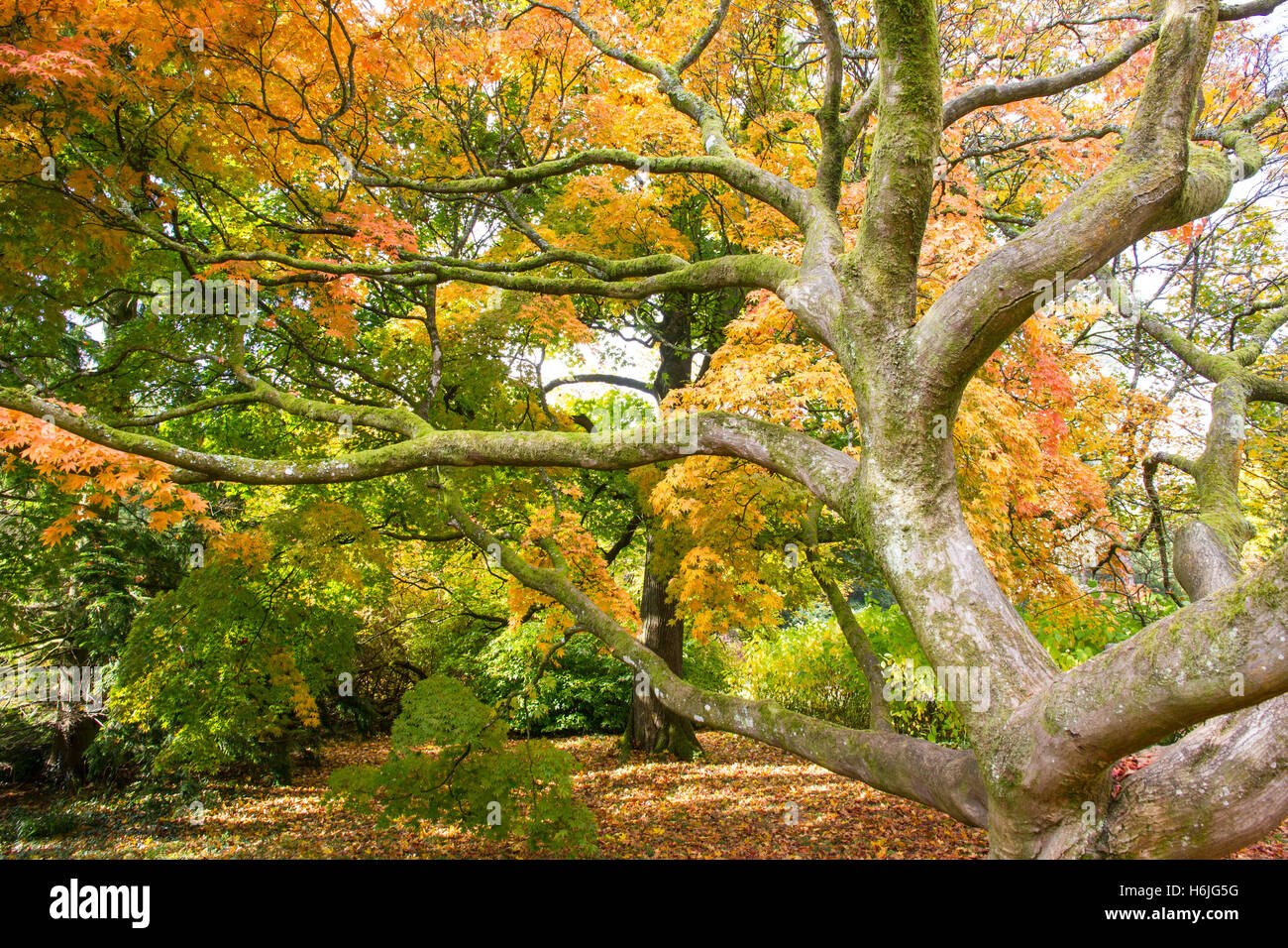 Westonbirt, The National Arboretum, is located near Tetbury ...