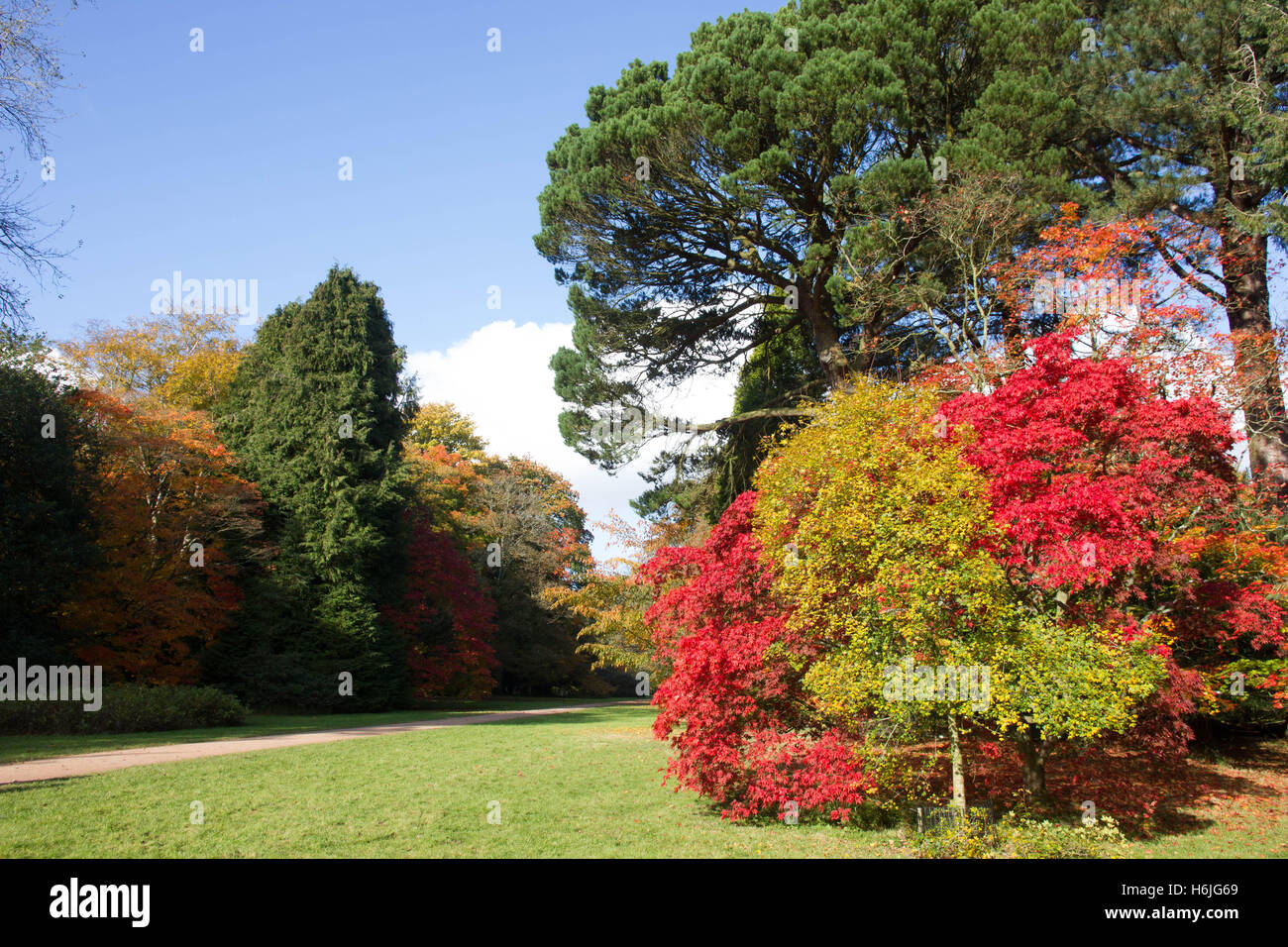 At westonbirt arboretum hi-res stock photography and images - Alamy