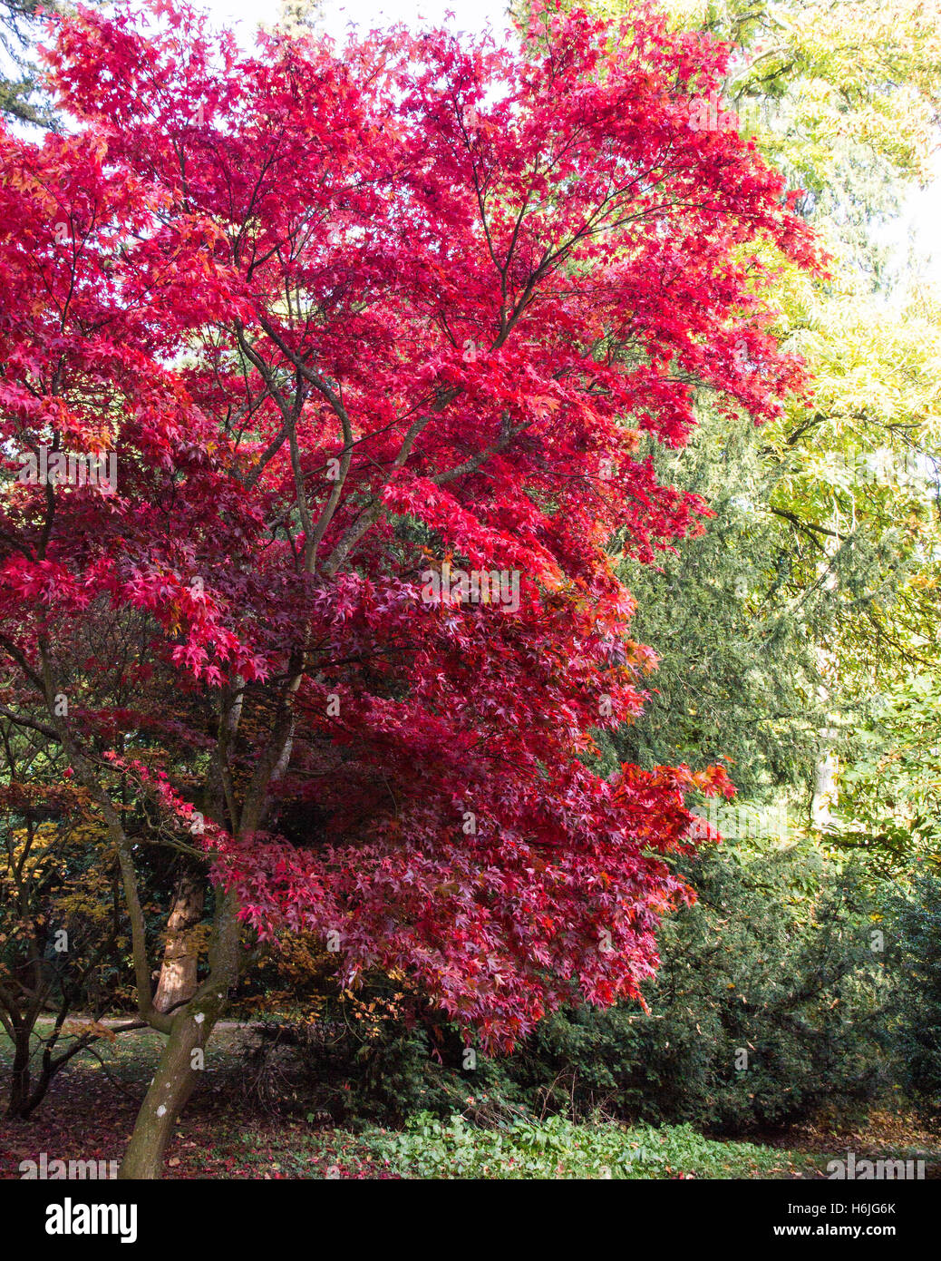Westonbirt, The National Arboretum, is located near Tetbury ...