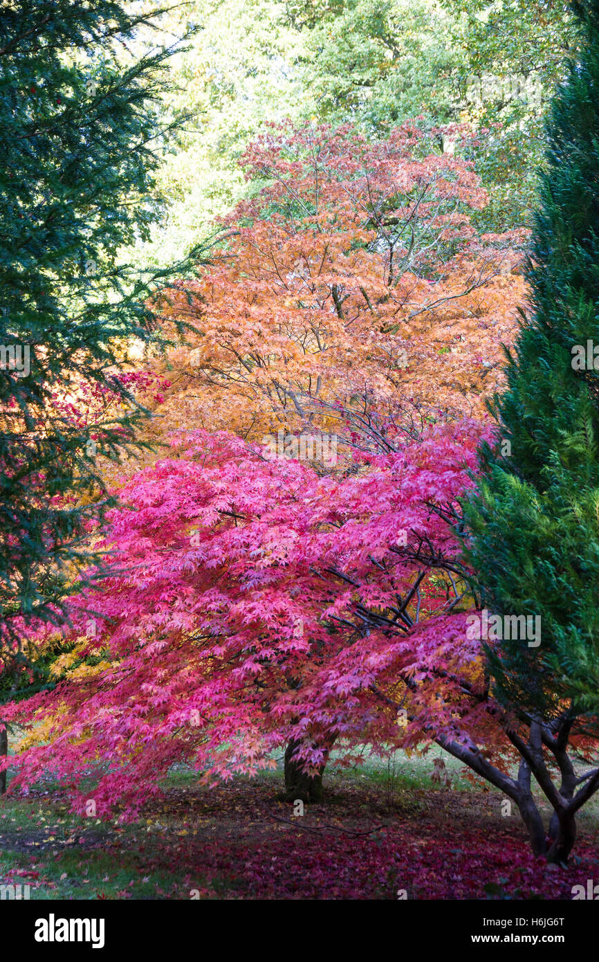Westonbirt arboretum tetbury gloucestershire hi-res stock photography ...