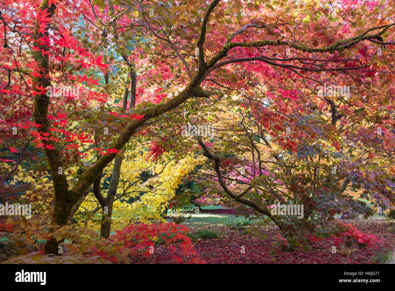 Westonbirt arboretum silk wood hi-res stock photography and images - Alamy