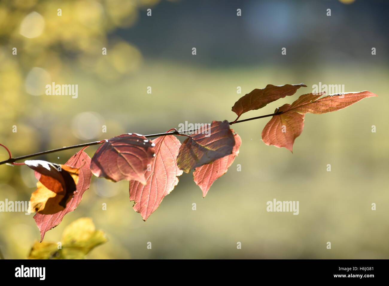 Autumn in Deister,Germany Stock Photo - Alamy