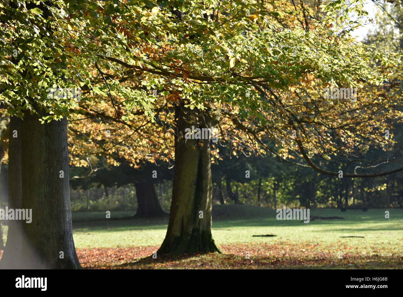 Autumn in Deister,Germany Stock Photo - Alamy