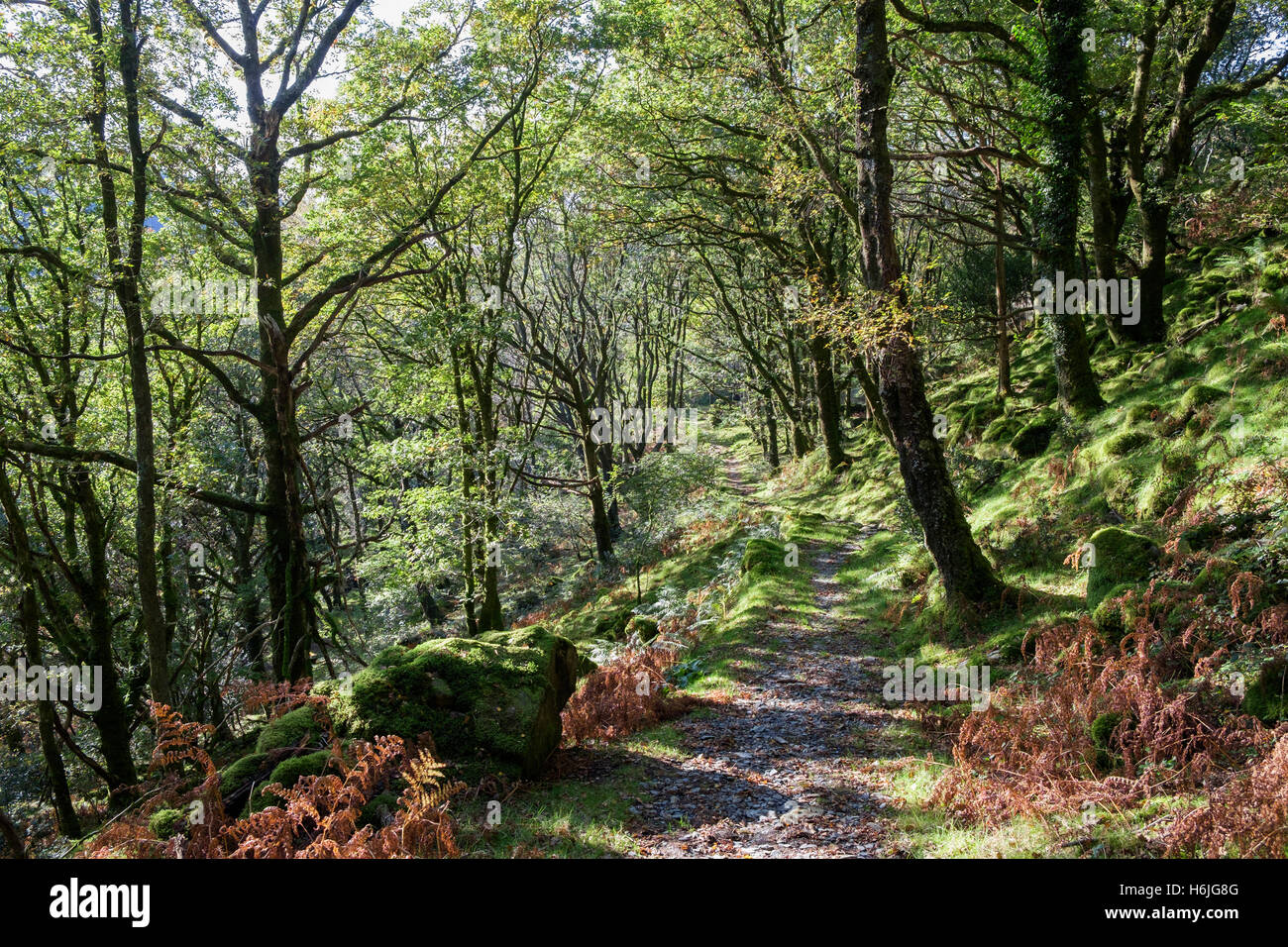 Nantmor path hi-res stock photography and images - Alamy