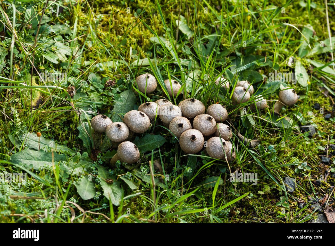 Puff ball fungi hi-res stock photography and images - Alamy
