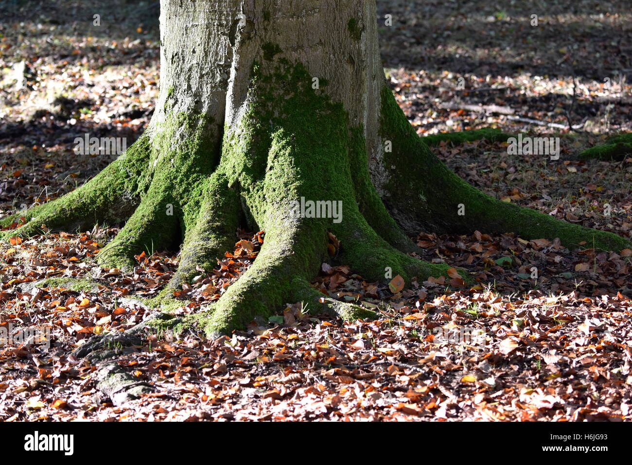 Autumn in Deister,Germany Stock Photo - Alamy